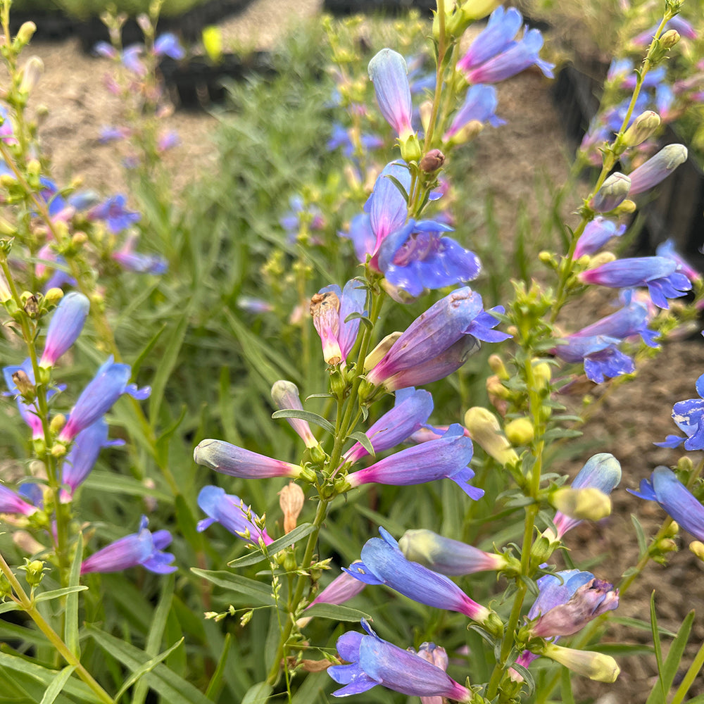 Penstemon - The Diggers Club