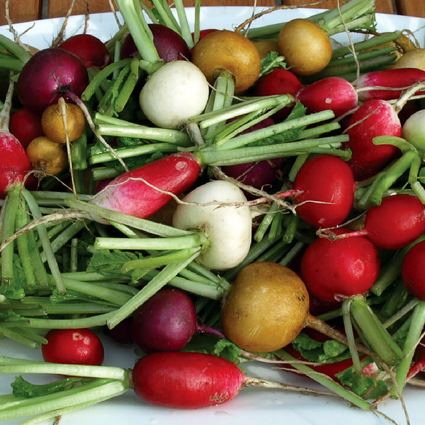 Radish Heirloom Mix - The Diggers Club