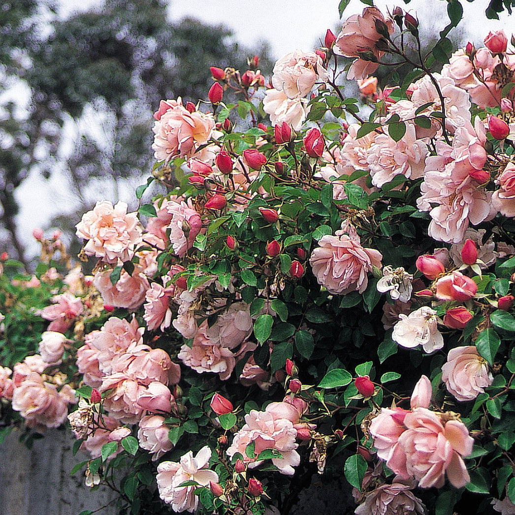 Roses - The Diggers Club