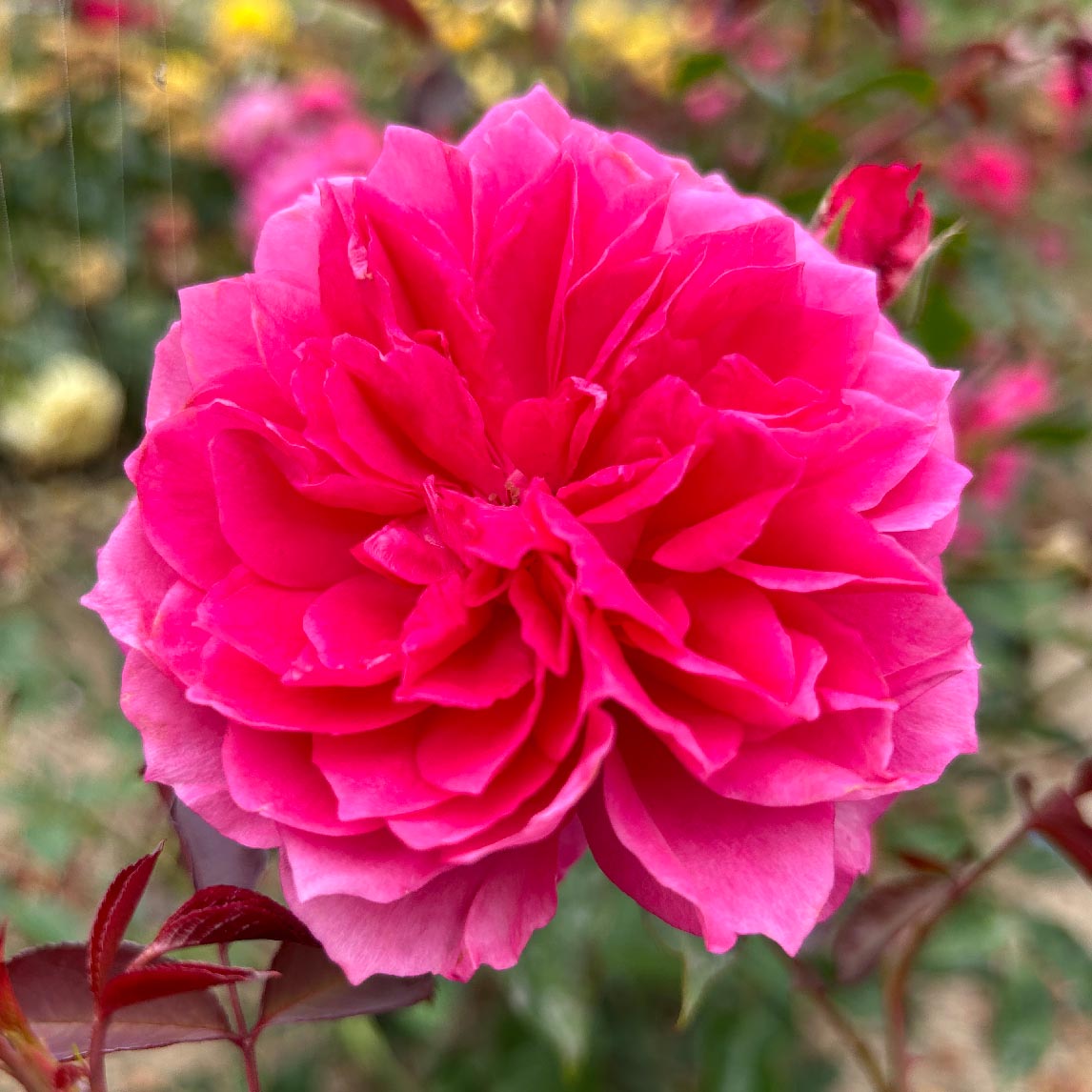 Rose - The Diggers Club