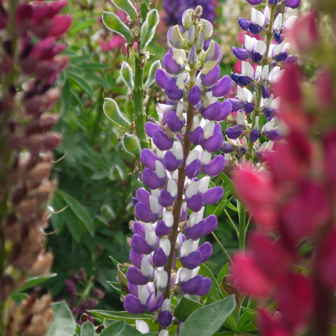 Russell Lupin - The Diggers Club