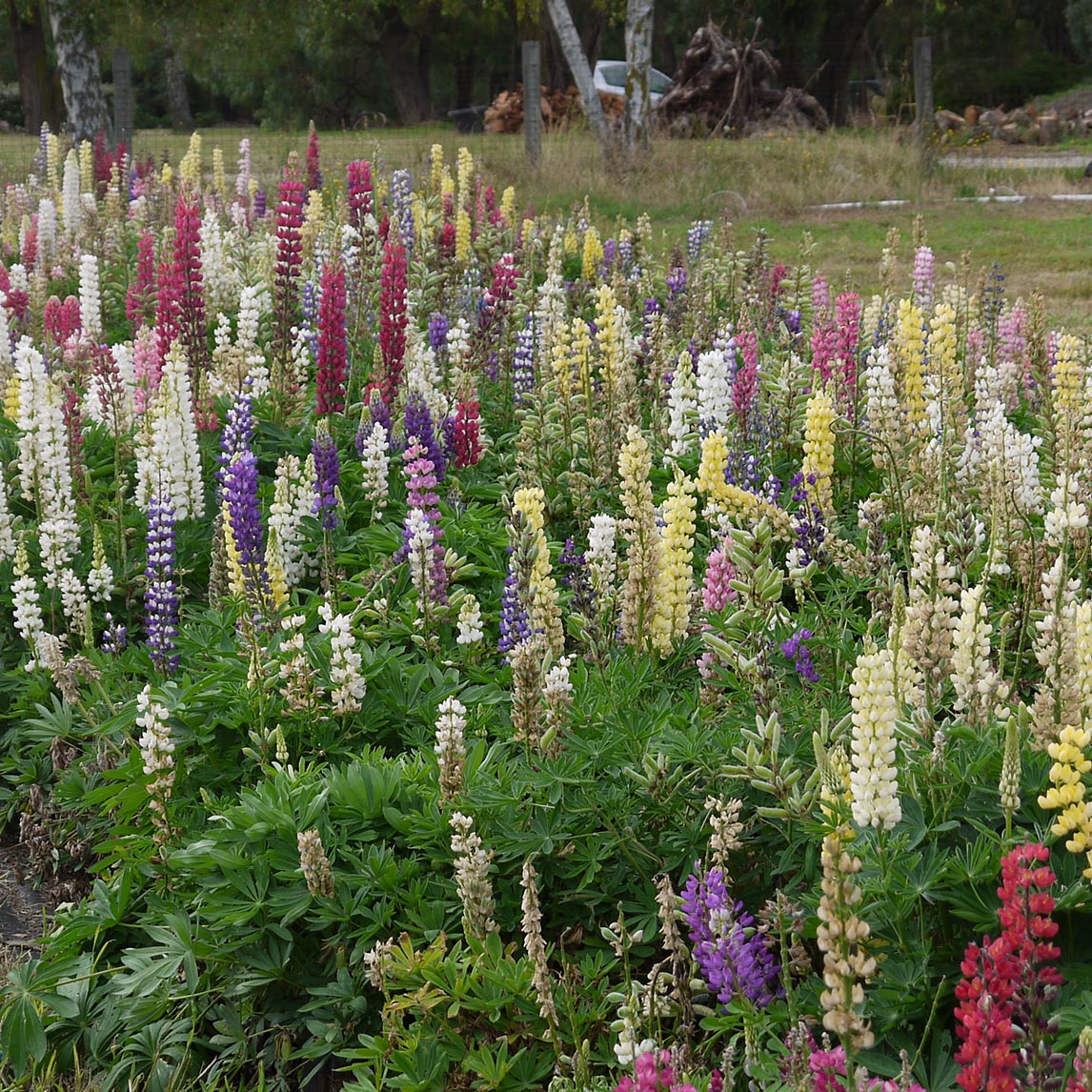 Russell Lupin - The Diggers Club