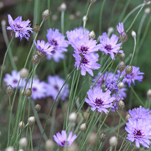 Cupid's Dart 'Amor Blue' - The Diggers Club