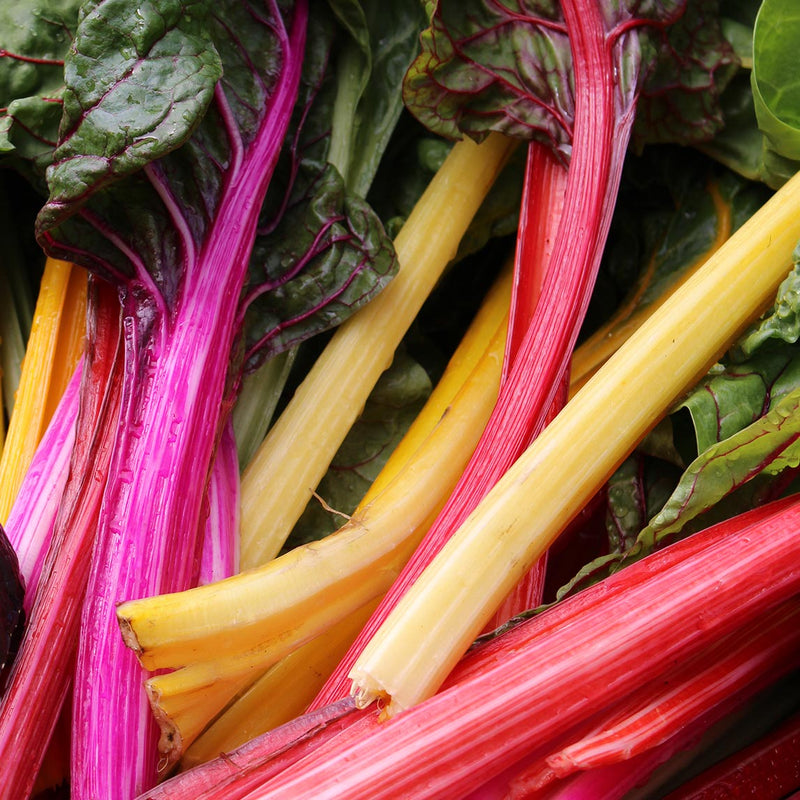 Silverbeet 'Five Colour Mix' Organic - The Diggers Club