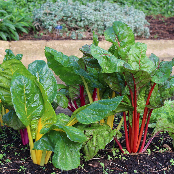 Silverbeet 'Five Colour Mix' (Organic) - The Diggers Club