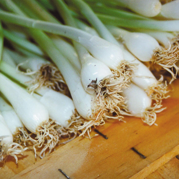 Spring Onion 'Evergreen Trident' (Organic) - The Diggers Club