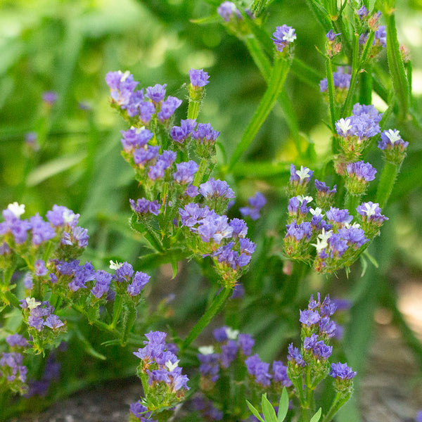 Statice 'Heavenly Blue' - The Diggers Club