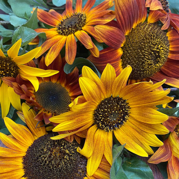 Sunflower 'Evening Sun' (Organic) - The Diggers Club