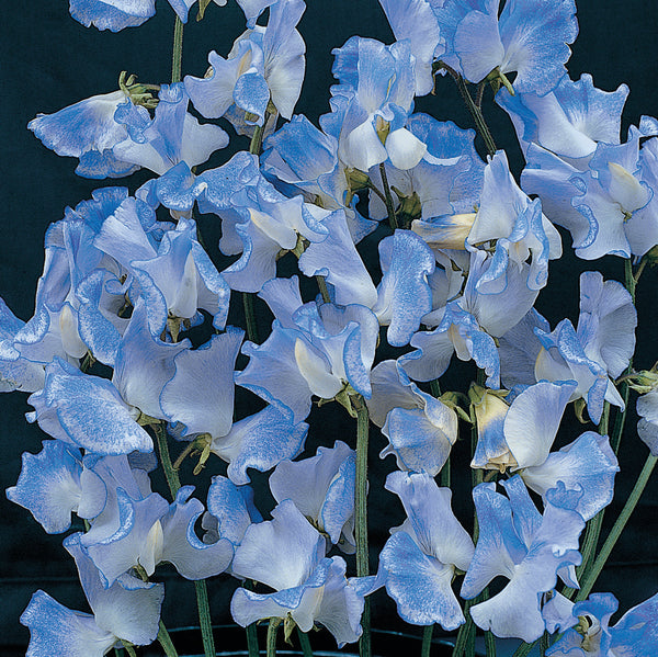 Sweet Pea 'Blue Ripple' - The Diggers Club