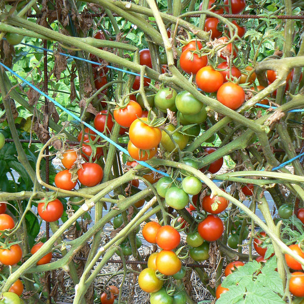 Tomato 'Tommy Toe' (Organic) - The Diggers Club