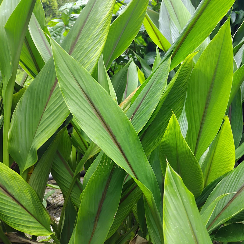 Turmeric - The Diggers Club