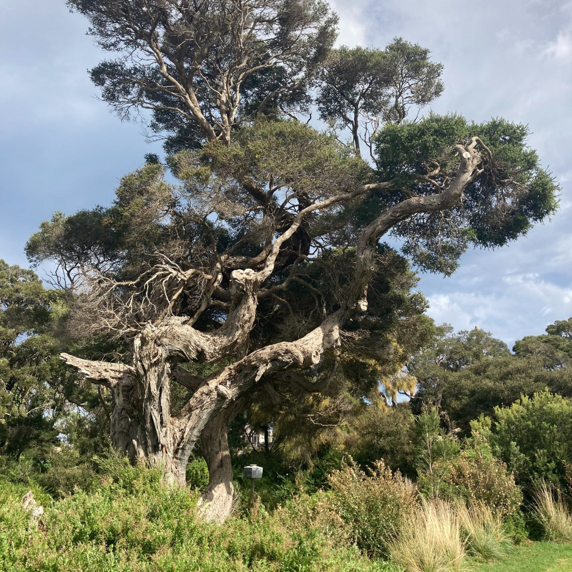 Melaleuca lanceolata - Moonah - The Diggers Club