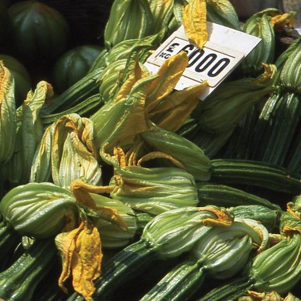 Zucchini 'Black Beauty' (Organic) - The Diggers Club