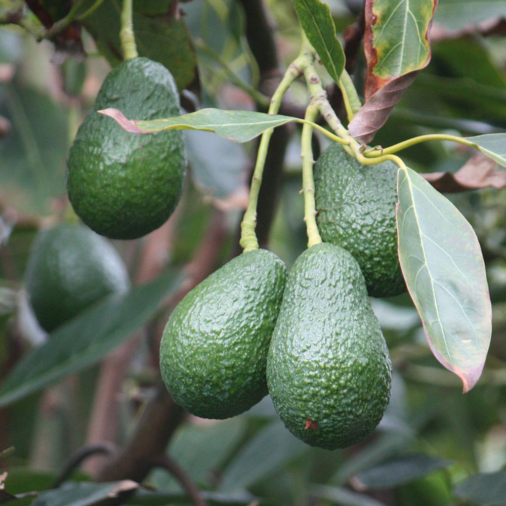 Avocado Trees - The Diggers Club