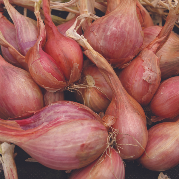 Potato Onion Red (6 bulbs) - The Diggers Club