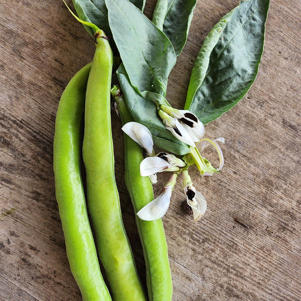 Broad Bean Aprovecho (Organic) - The Diggers Club