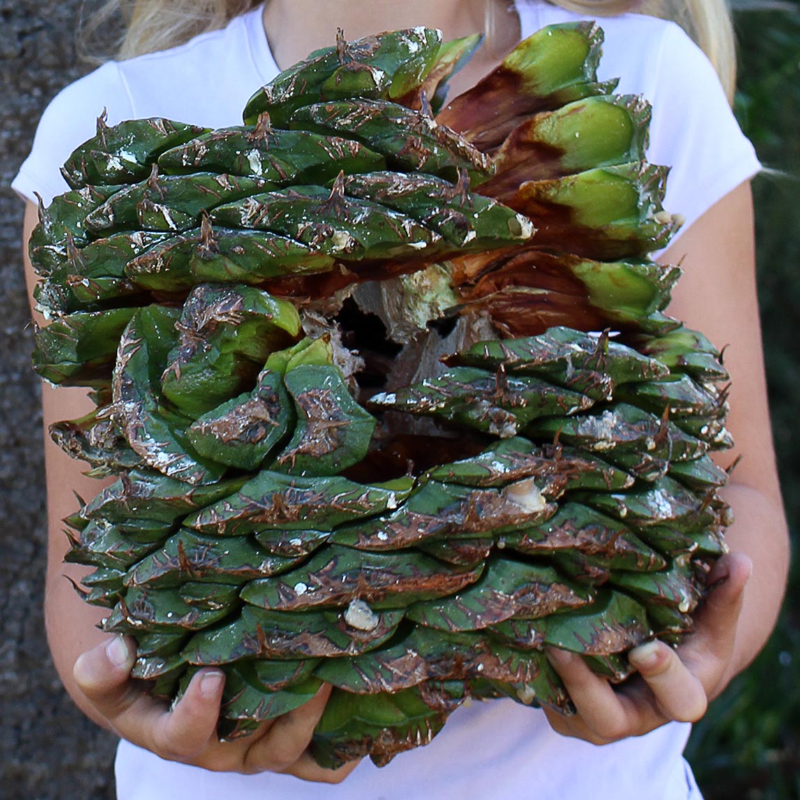 Bunya Pine - The Diggers Club