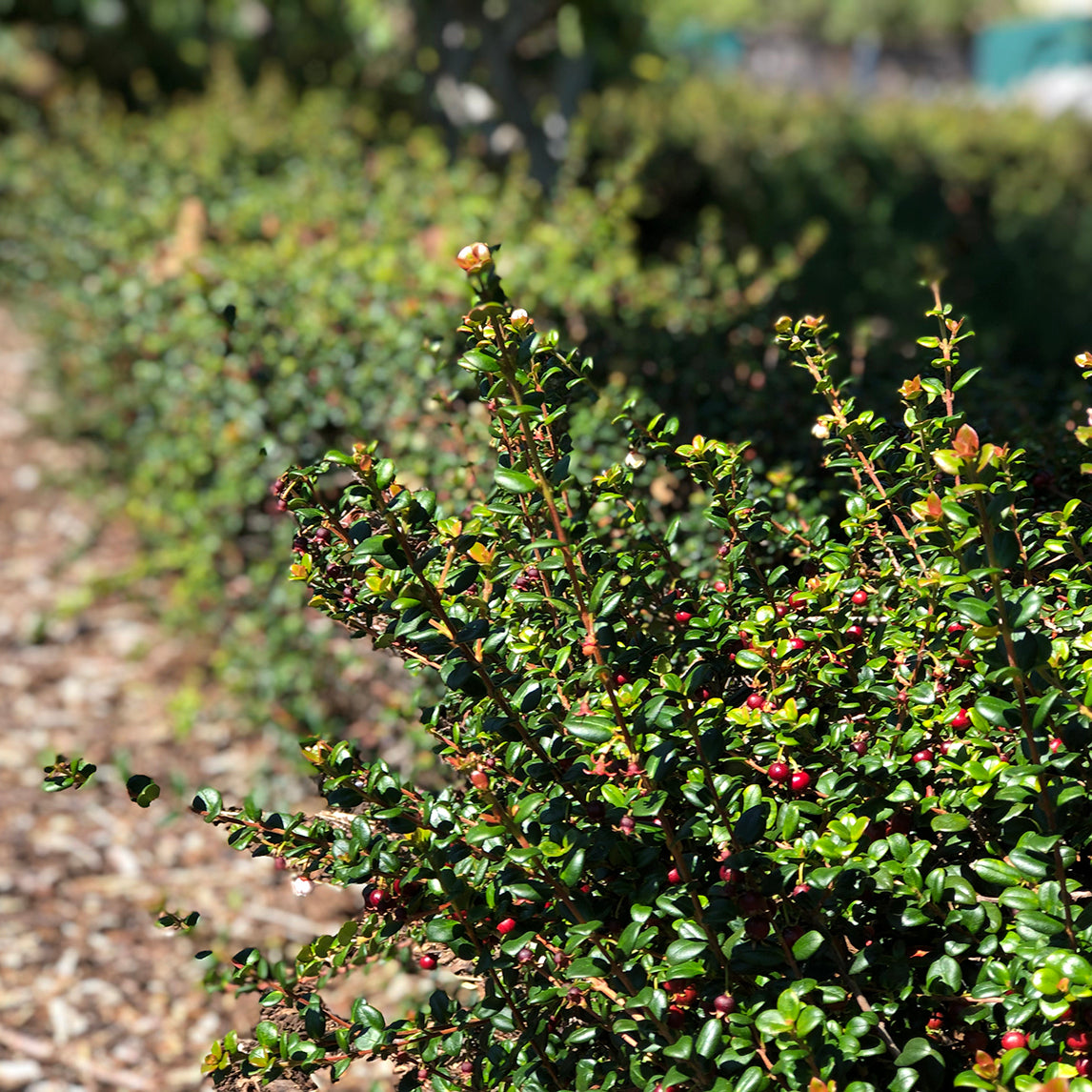 Chilean Guava - The Diggers Club