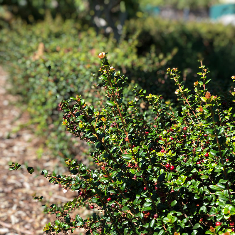 Chilean Guava - The Diggers Club