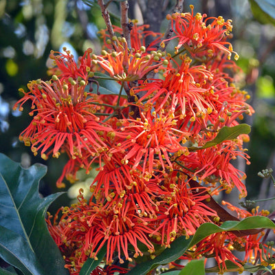 Firewheel Tree - The Diggers Club