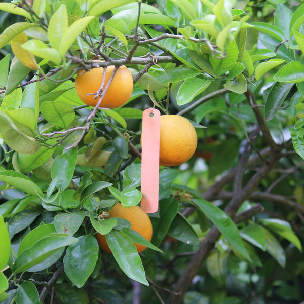Copper Hanging Plant Label - The Diggers Club
