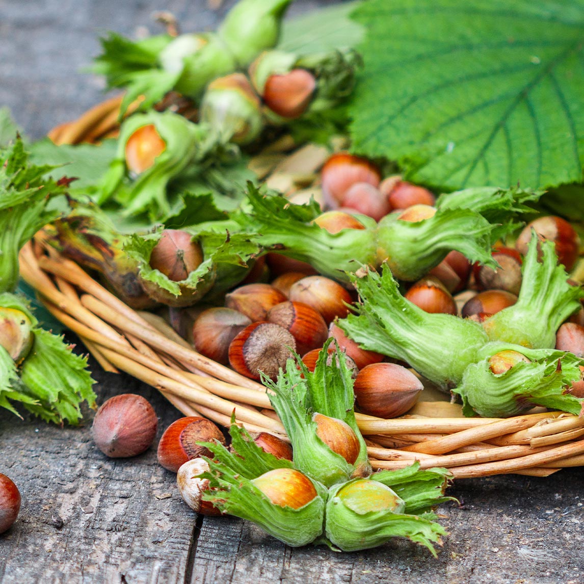 Hazelnut - The Diggers Club