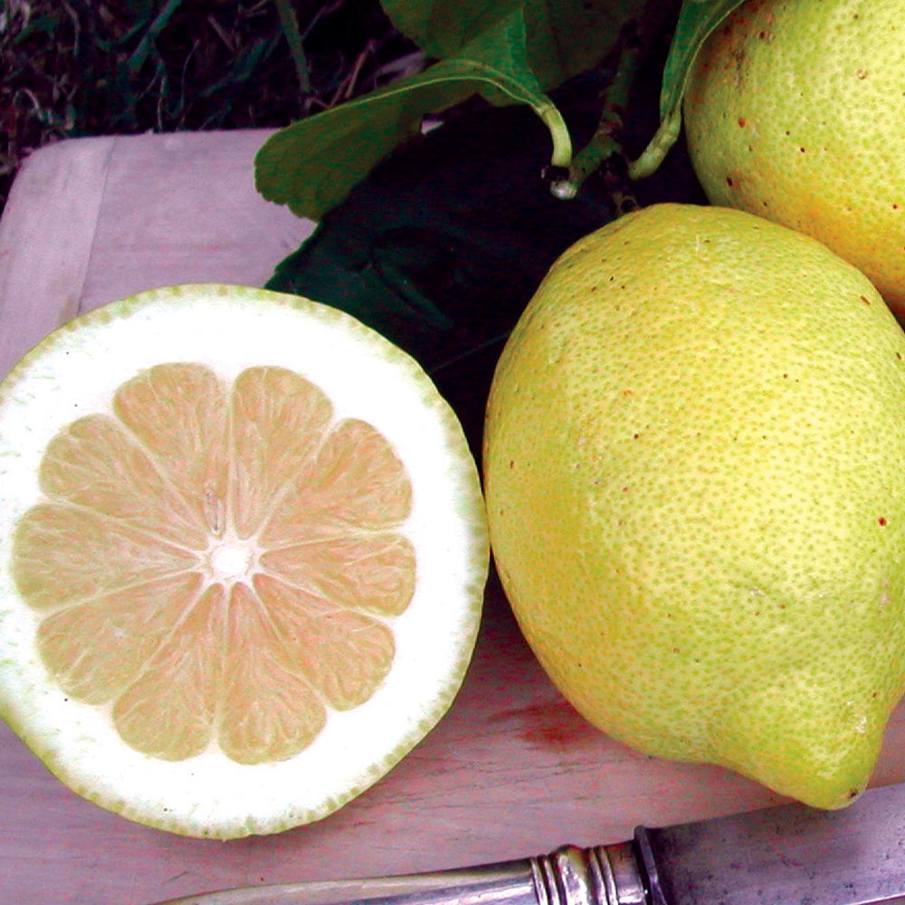 Lemon - The Diggers Club