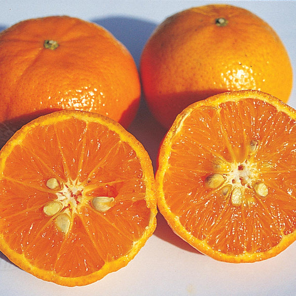 Orange 'Hamlin' - The Diggers Club