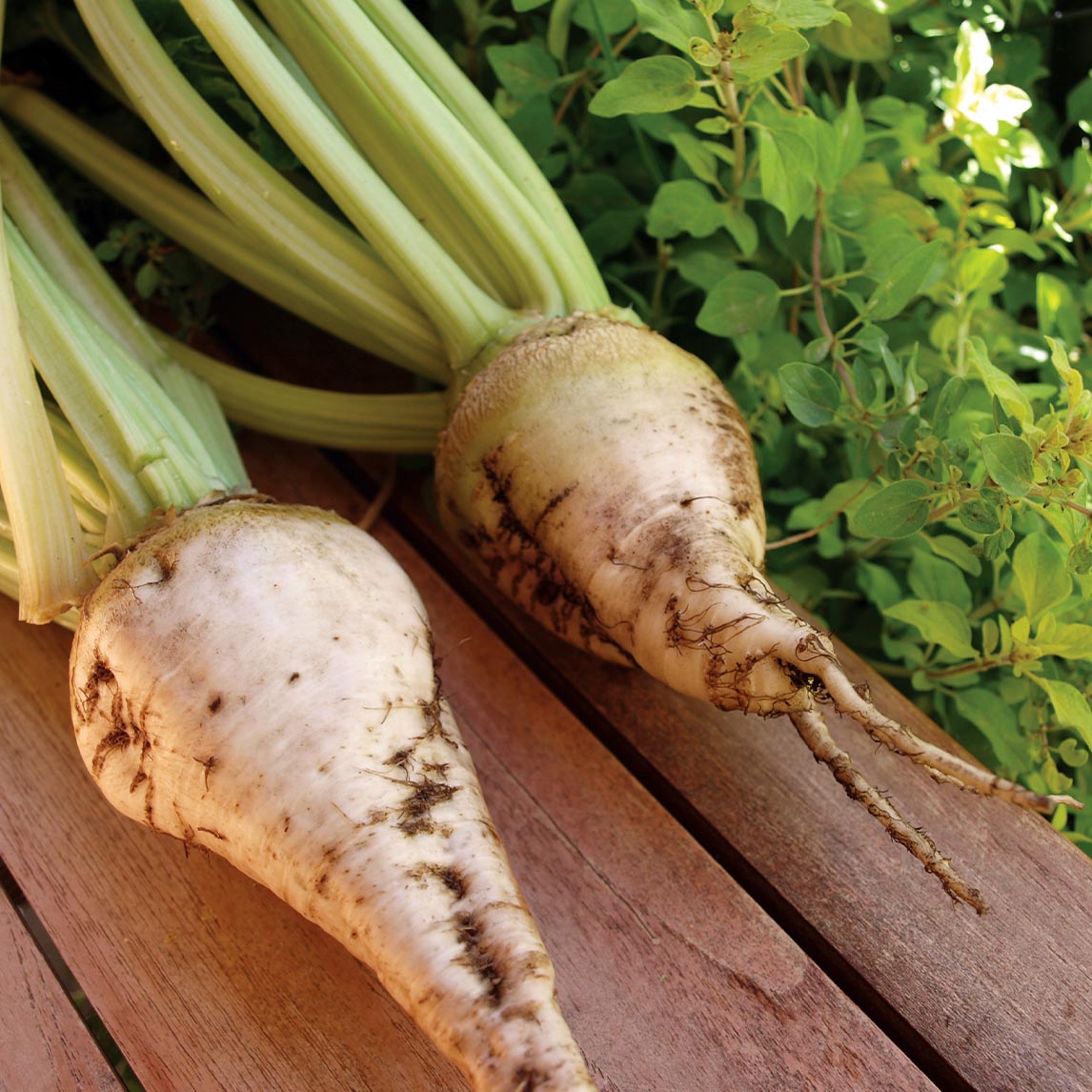 Sugar Beets High Energy Sugar Beets: Essential Food For Wildlife