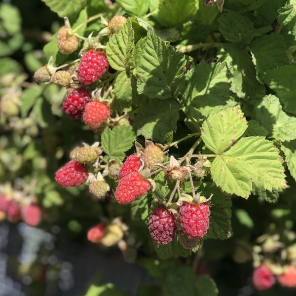 Thornless Loganberry - The Diggers Club