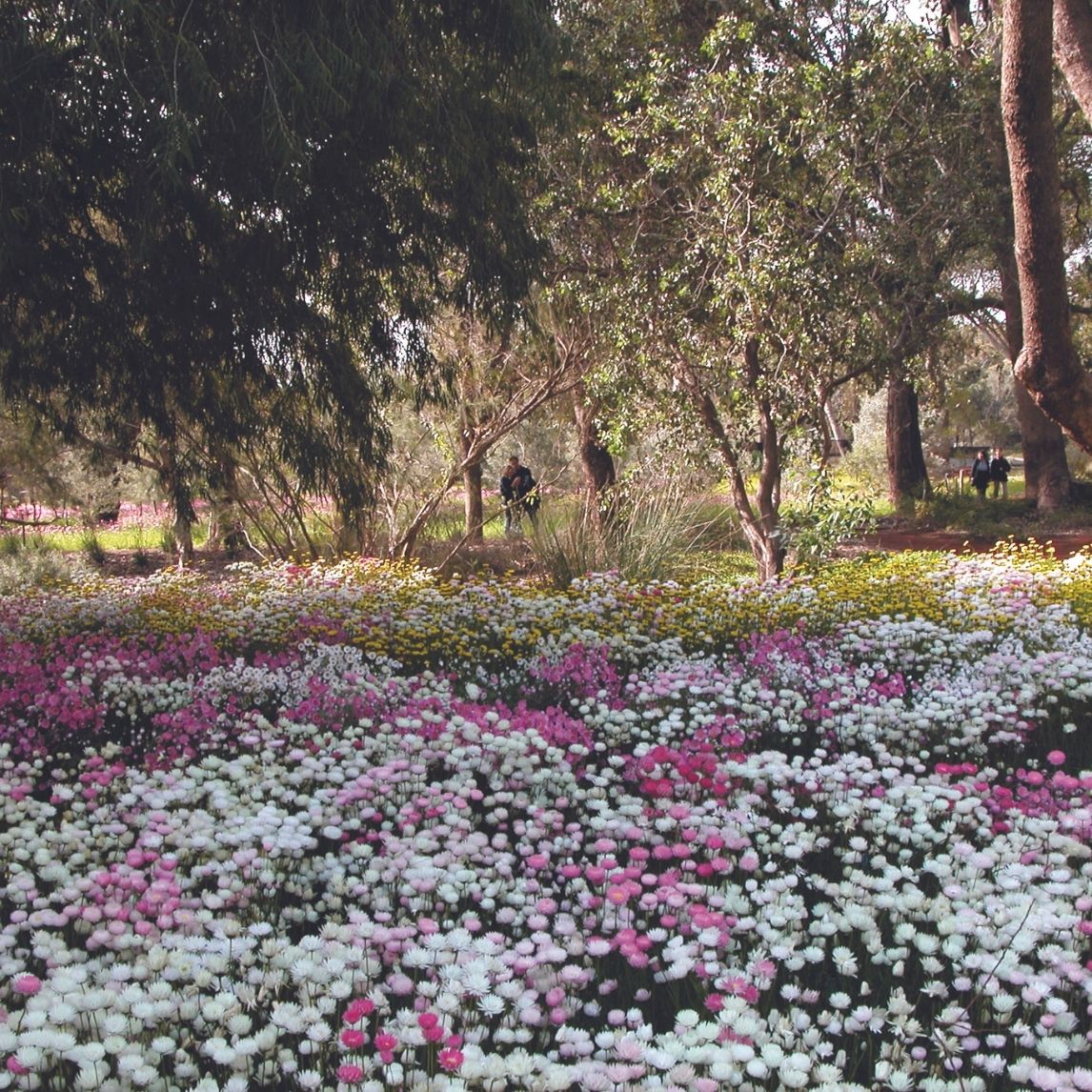 Flower Seeds - The Diggers Club