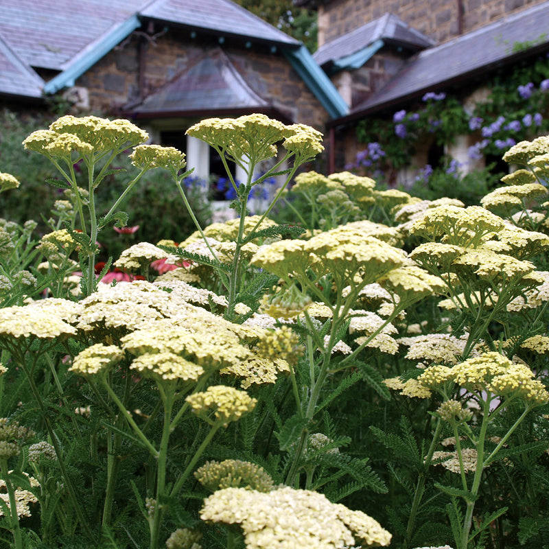 The Diggers Club Plants