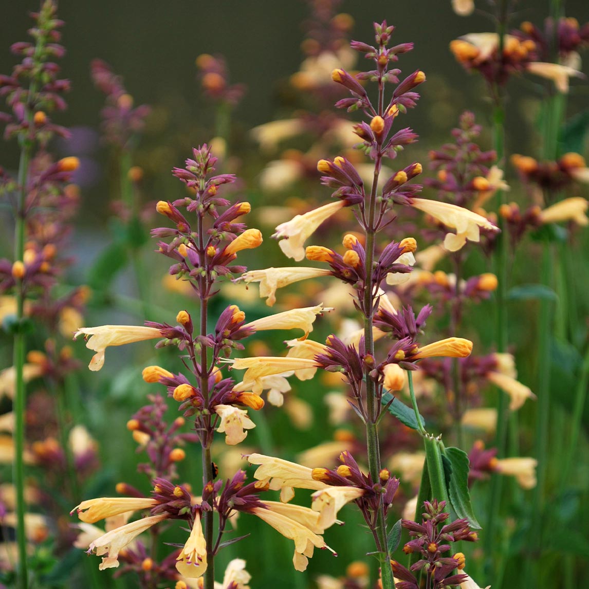 Agastache 'Lemon Fiesta' - The Diggers Club