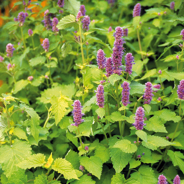Agastache 'Golden Jubilee' - The Diggers Club