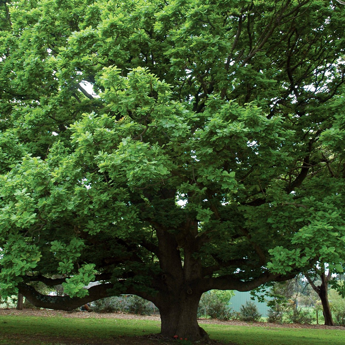 Oak Trees - The Diggers Club