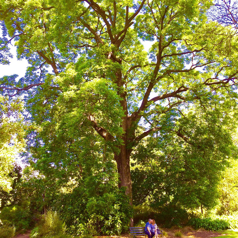 Australian Native Trees - The Diggers Club