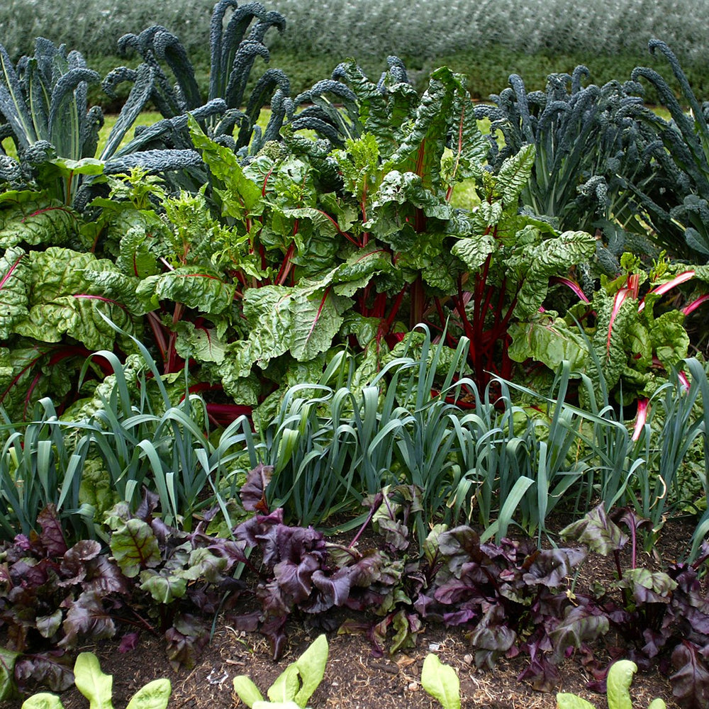Vegetable Collections - The Diggers Club