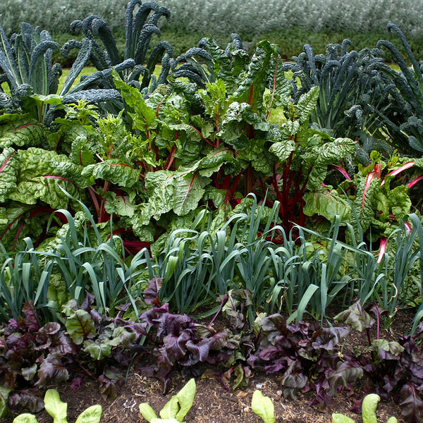 Autumn Gourmet Seed Collection - The Diggers Club