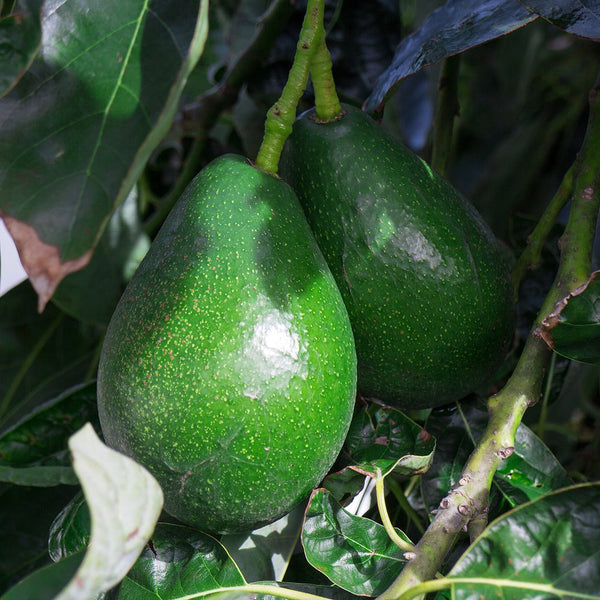 Avocado 'Bacon' - The Diggers Club