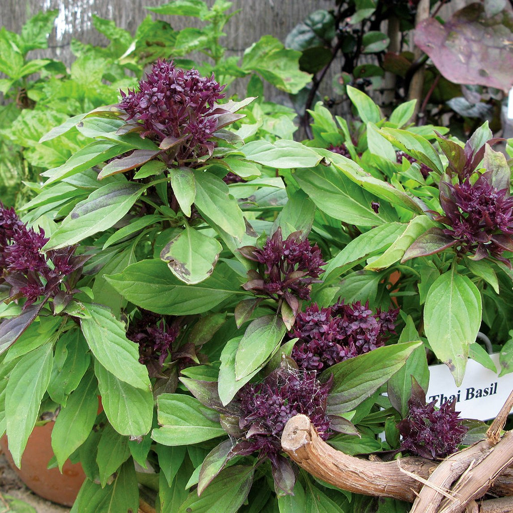 Thai Basil Plant