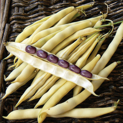 Beans | Grow Your Own Beans - The Diggers Club