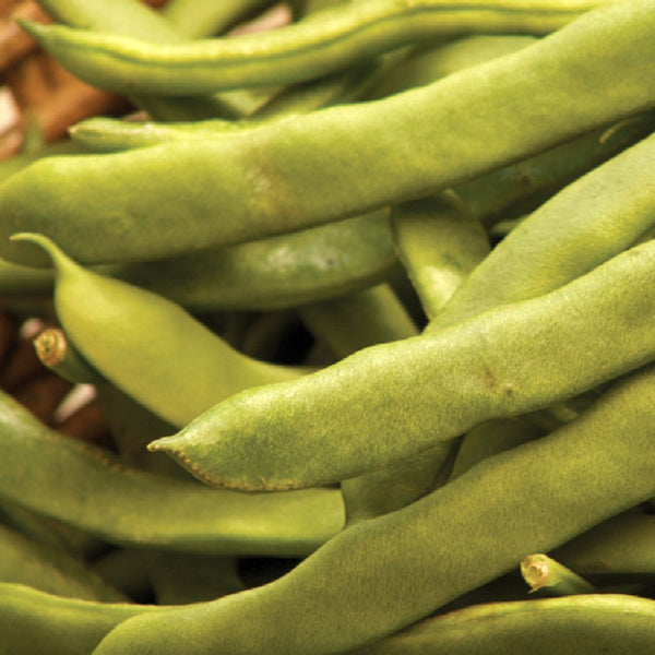 Bean 'Giant Of Stuttgart' (Organic) - The Diggers Club