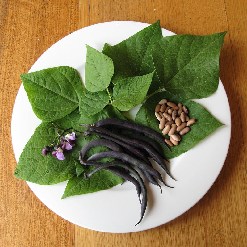 Bean 'Violet Queen' - The Diggers Club