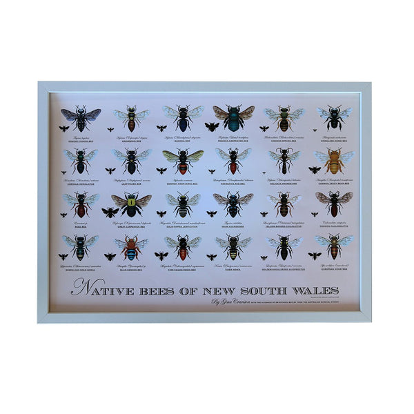 Native Bee Poster - All States - The Diggers Club