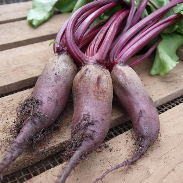 Beetroot 'Cylindra' - The Diggers Club