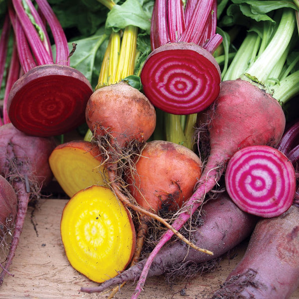 Beetroot Heirloom Mix - The Diggers Club