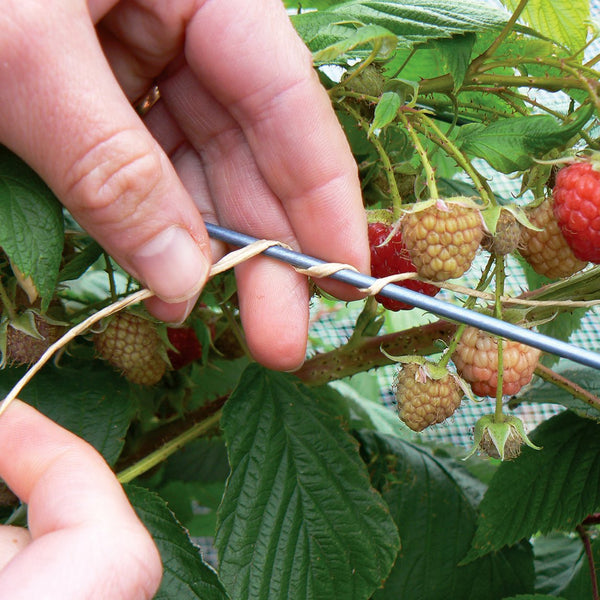 Berry And Vine Tie - The Diggers Club