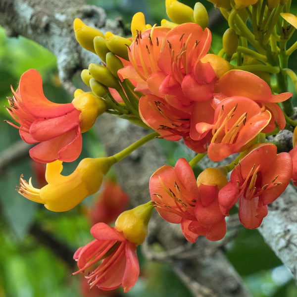 Black Bean Tree - The Diggers Club