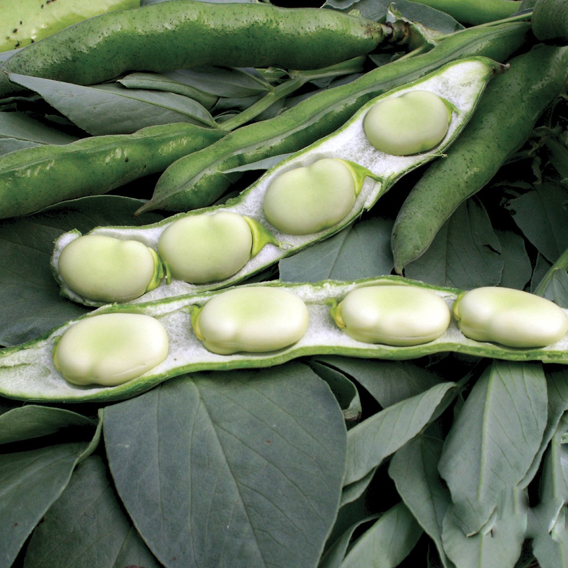 Broad beans - The Diggers Club