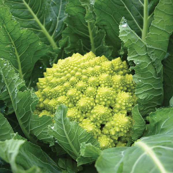 Broccoli 'Romanesco' - The Diggers Club